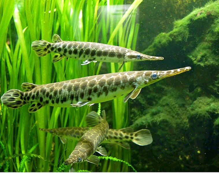 Mania de Aquário: Gar (Lepisosteus sp.)