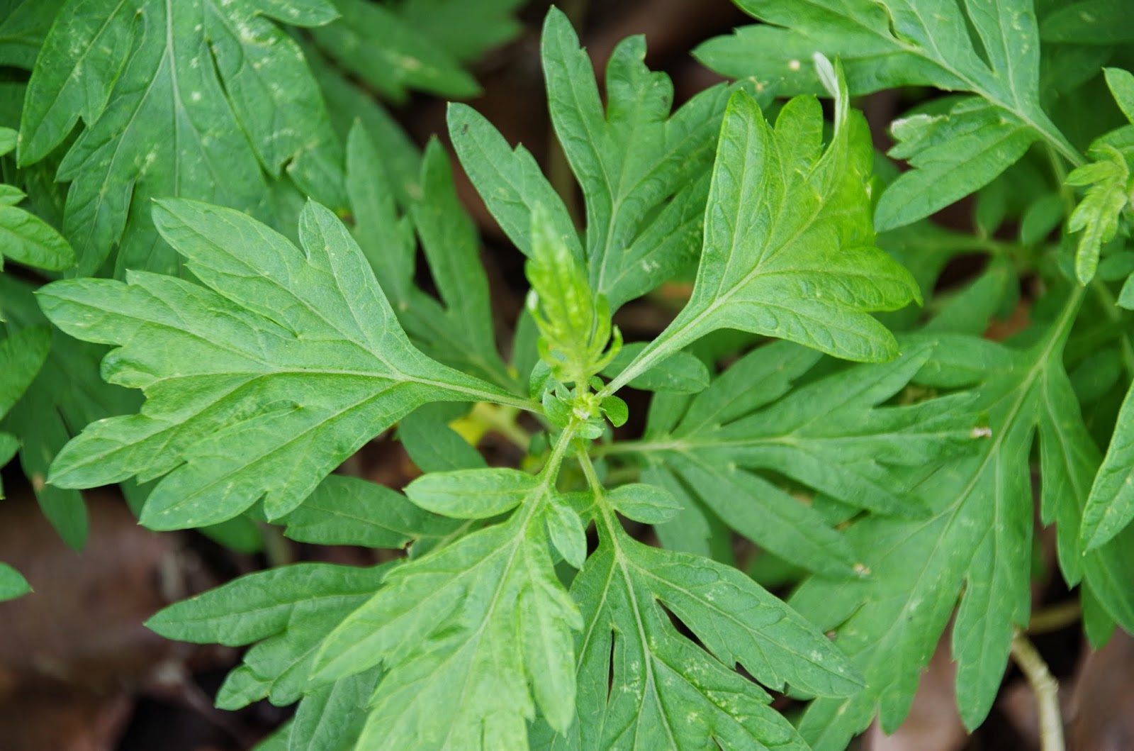 Trees and Plants: Mugwort
