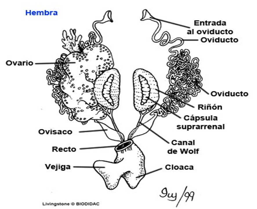 Importancia Ambiental De Los Anuros: Reproducción