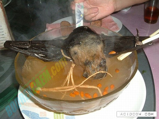 Inilah Foto Foto Sup Ular dan Kelelawar di Korea - Bodrex Caem