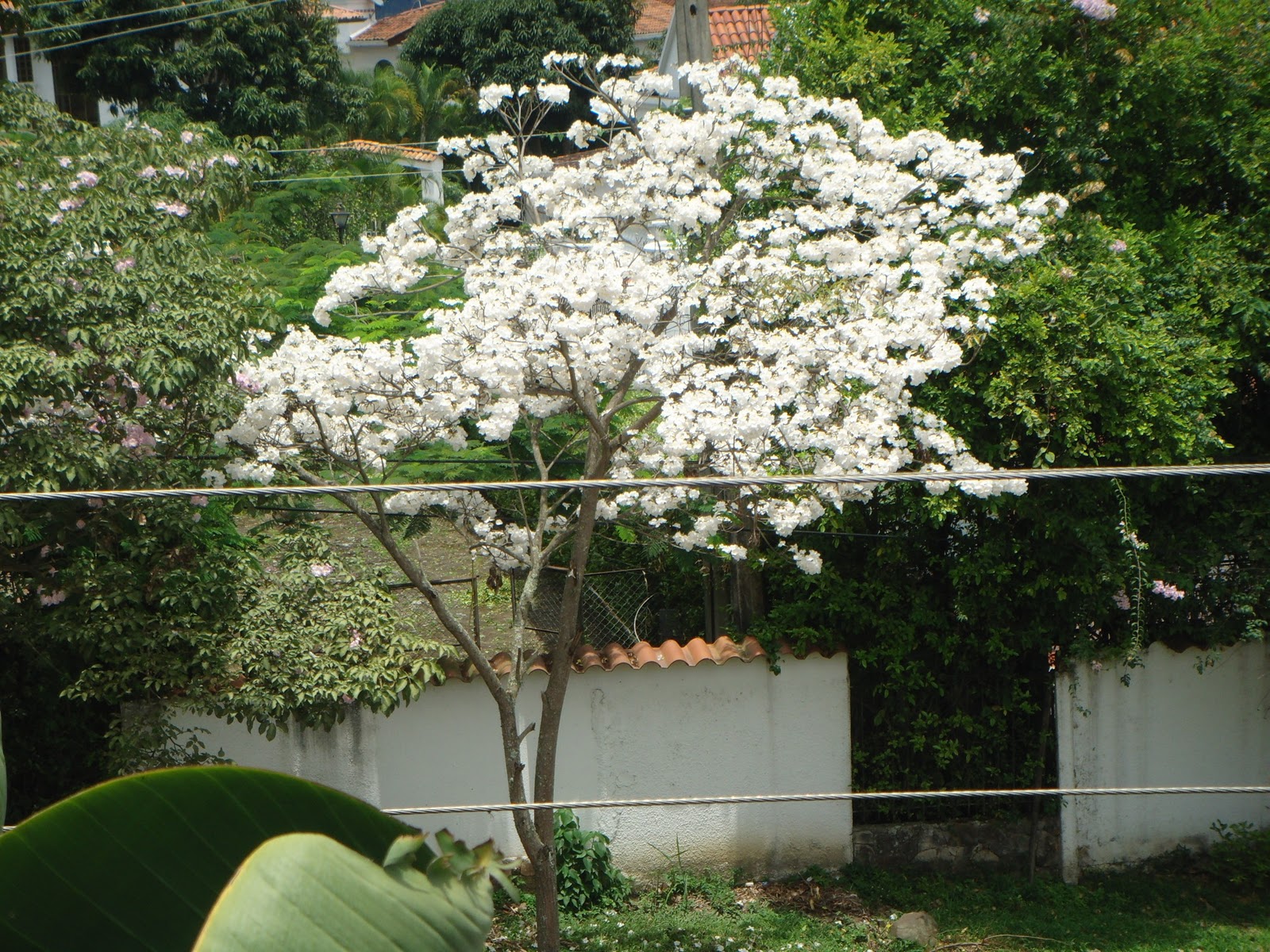 CAMINATAS ECOLOGICAS LA MESA: OCOBOS EN LA MESA