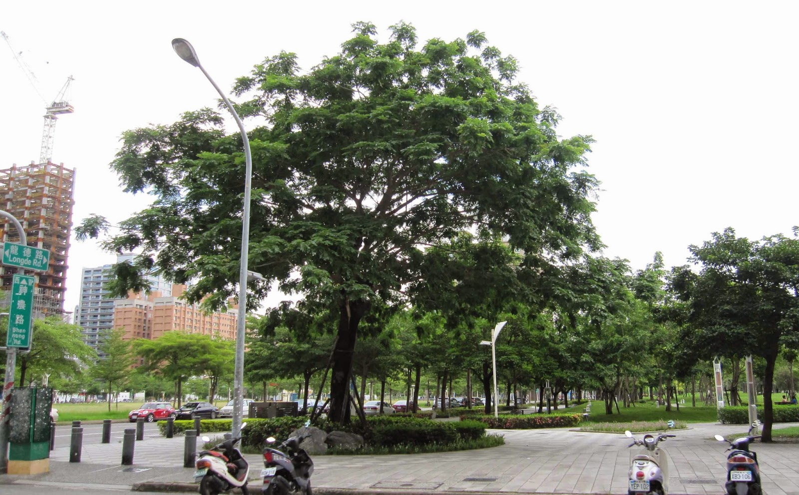 Estudiando Agricultura en Taiwán: Pithecellobium saman como árbol ...