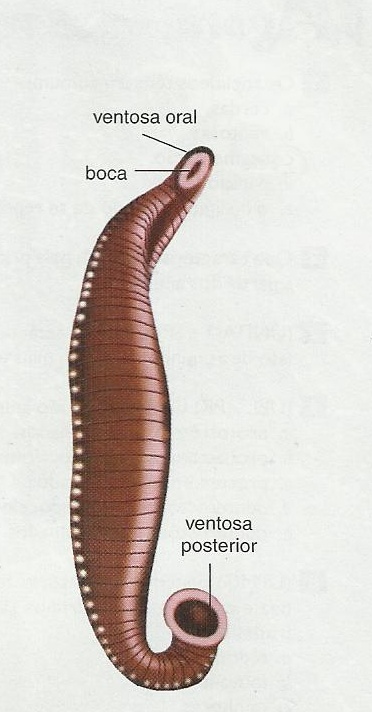 Invertebrados II: ANELÍDEOS
