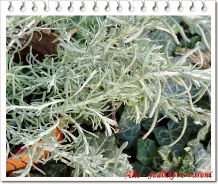 A co VY a kari bylinka? Znáte ji? Jak ji využíváte v kuchyni VY?