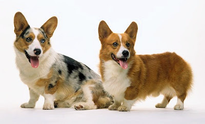 Cuatro patas: CORGI GALÉS CÁRDIGAN y CORGI GALÉS DE PEMBROKE