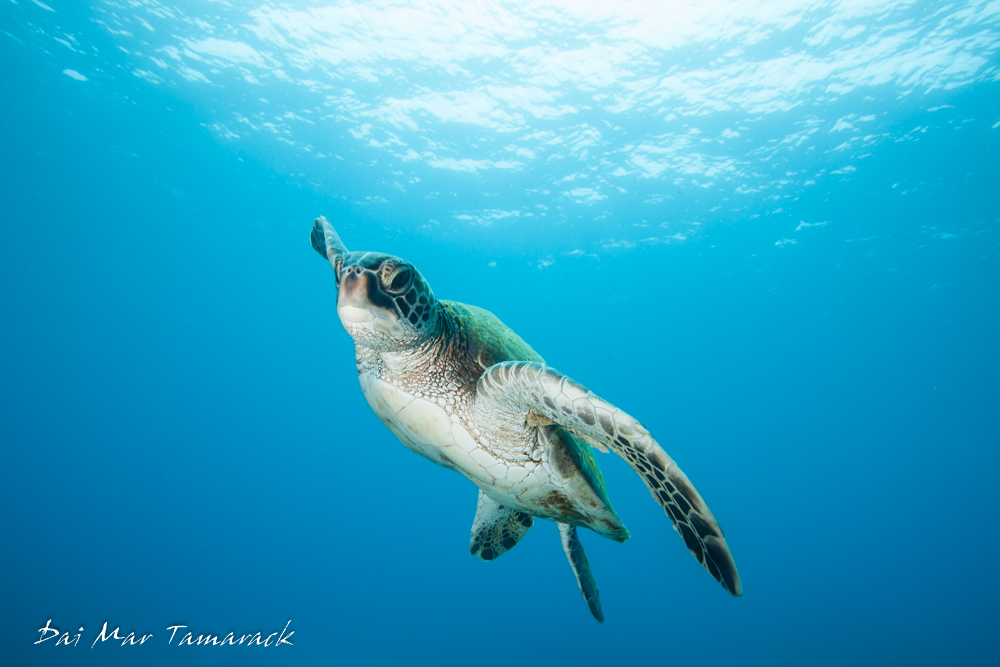 Capturing the Moment: Underwater Photo Shoot with Green Sea Turtles, Maui