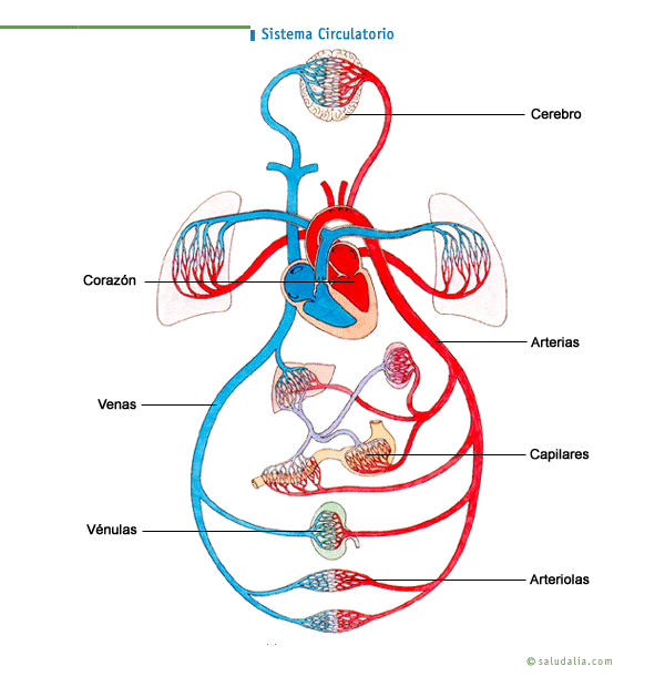 MOVIMIENTOS INTERNOS EN LOS SERES VIVOS.: FLUJO SANGUÍNEO