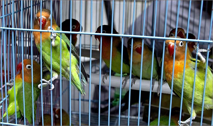 संवाद: The caged birds