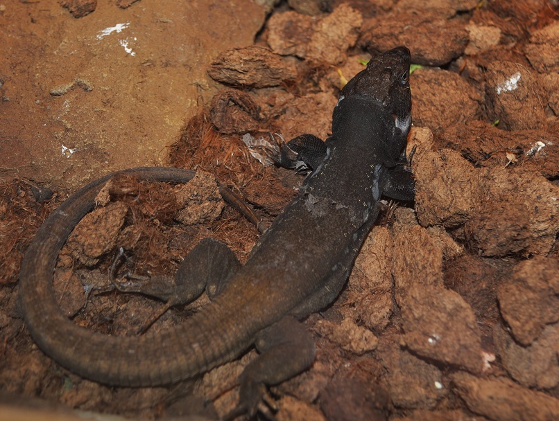 ZOOTOGRAFIANDO (6.100 ANIMALS): LAGARTO TIZÓN DE CANARIAS / GALLOT´S ...