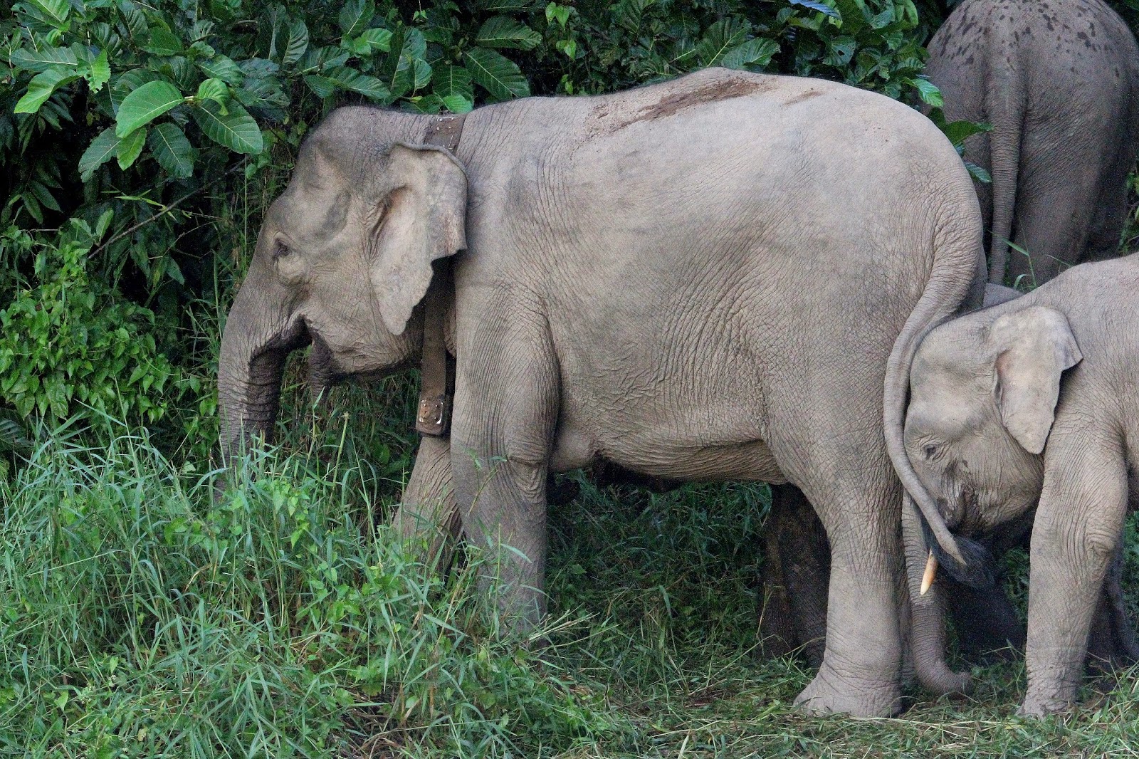 Worldbirder: Bornean Pygmy Elephant: Photo Essay