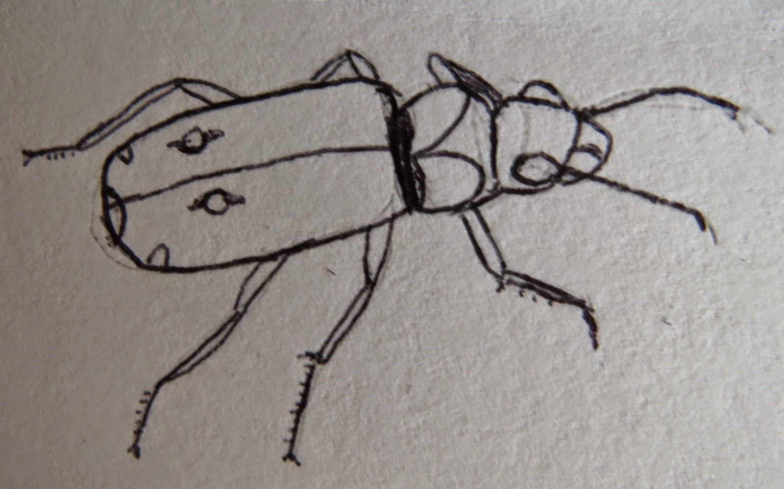 The Autistic Naturalist: How To Draw: Beetles