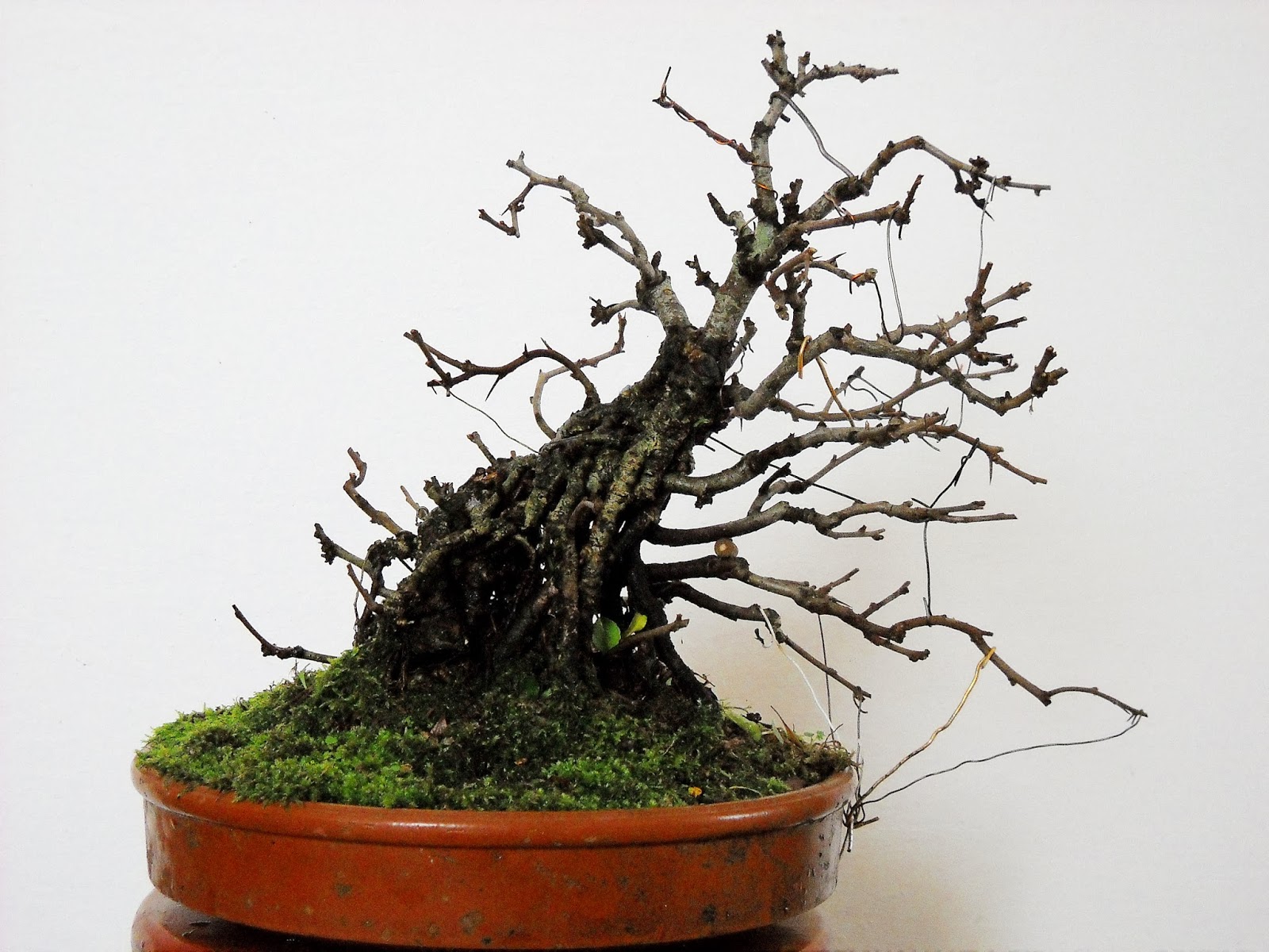 Chián bonsai: Chaenomeles japonica Neagari
