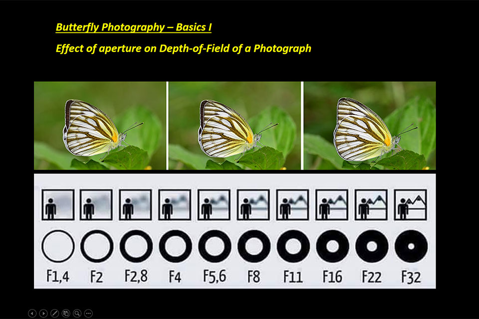 Butterflies of Singapore: ButterflyCircle Sharing Series