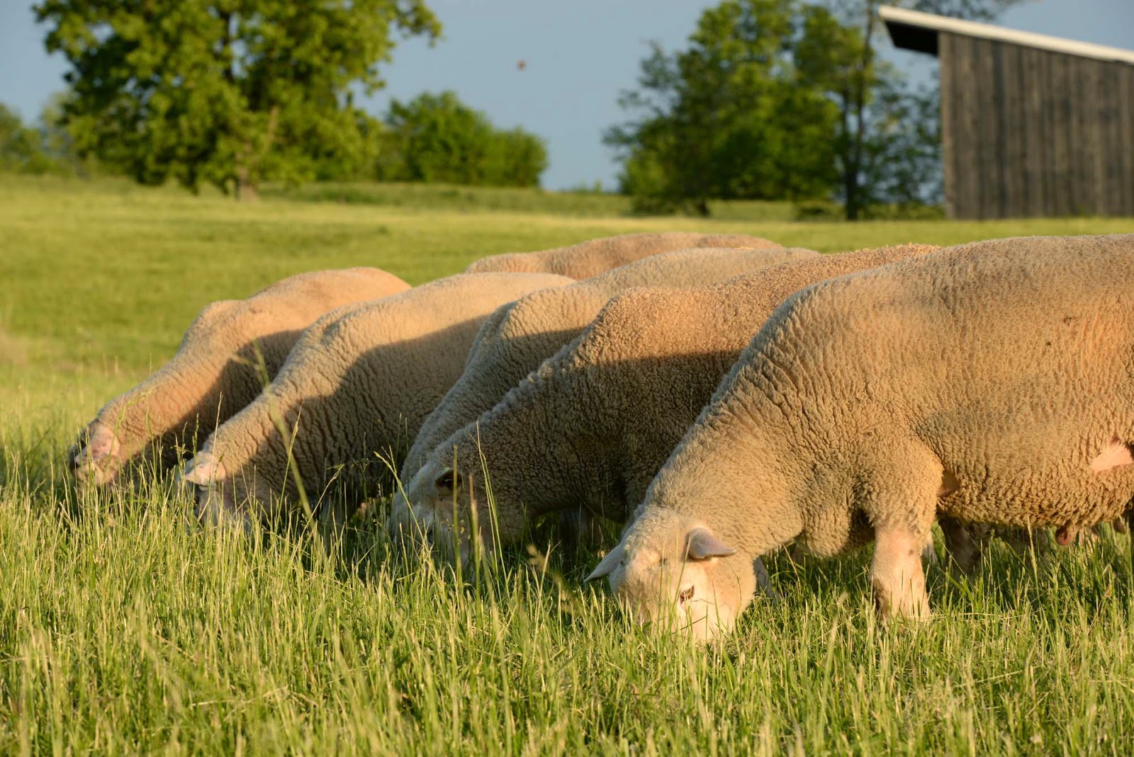 Punkin's Patch: Ram Camp