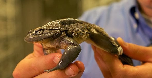 THE WOLVERINE FROG |The Garden of Eaden