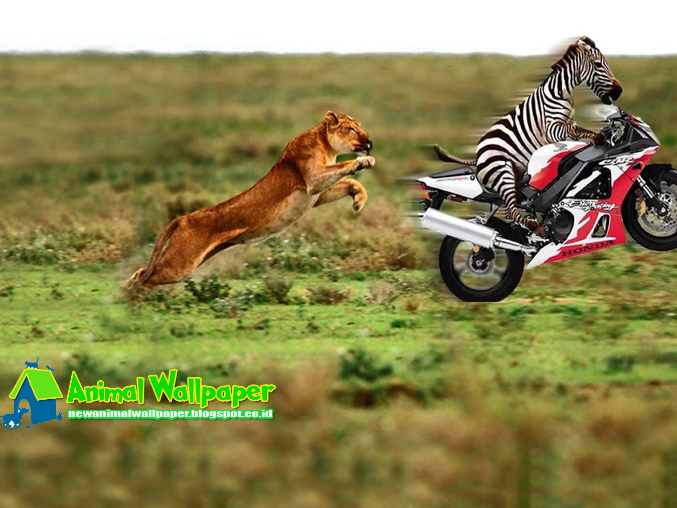 Funny Lion and Zebra Racing - Animal Wallpaper
