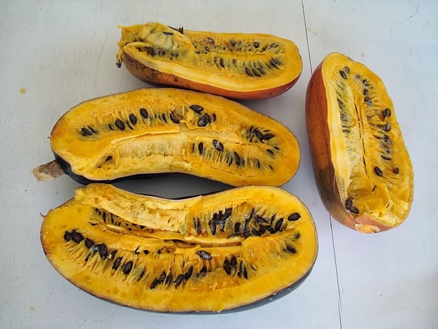 Blog - Quinta das Plantas: Melão Croá