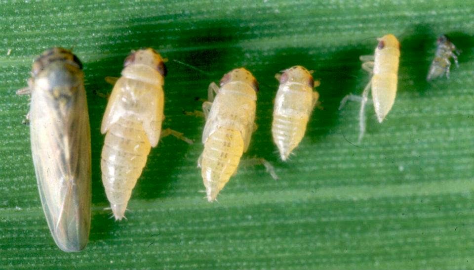 agriculture sciences: PESTS OF MANGO IN PAKISTAN AND THEIR MANAGMENT