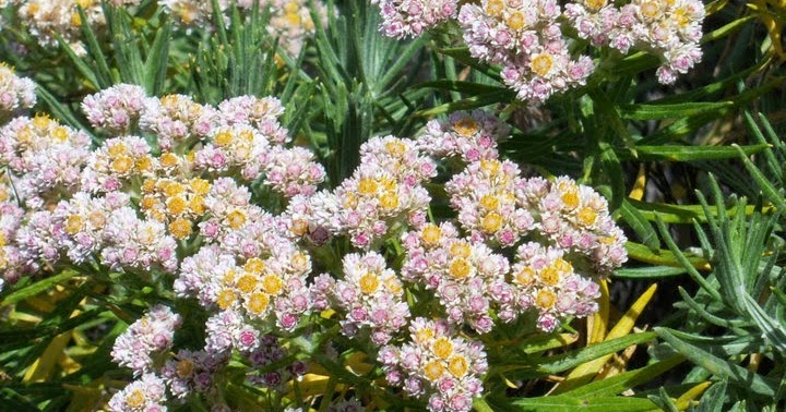 Anaphalis javanica (Bunga Edelweis) ~ Lintang Suci Kurniavy (Biologi ICT)