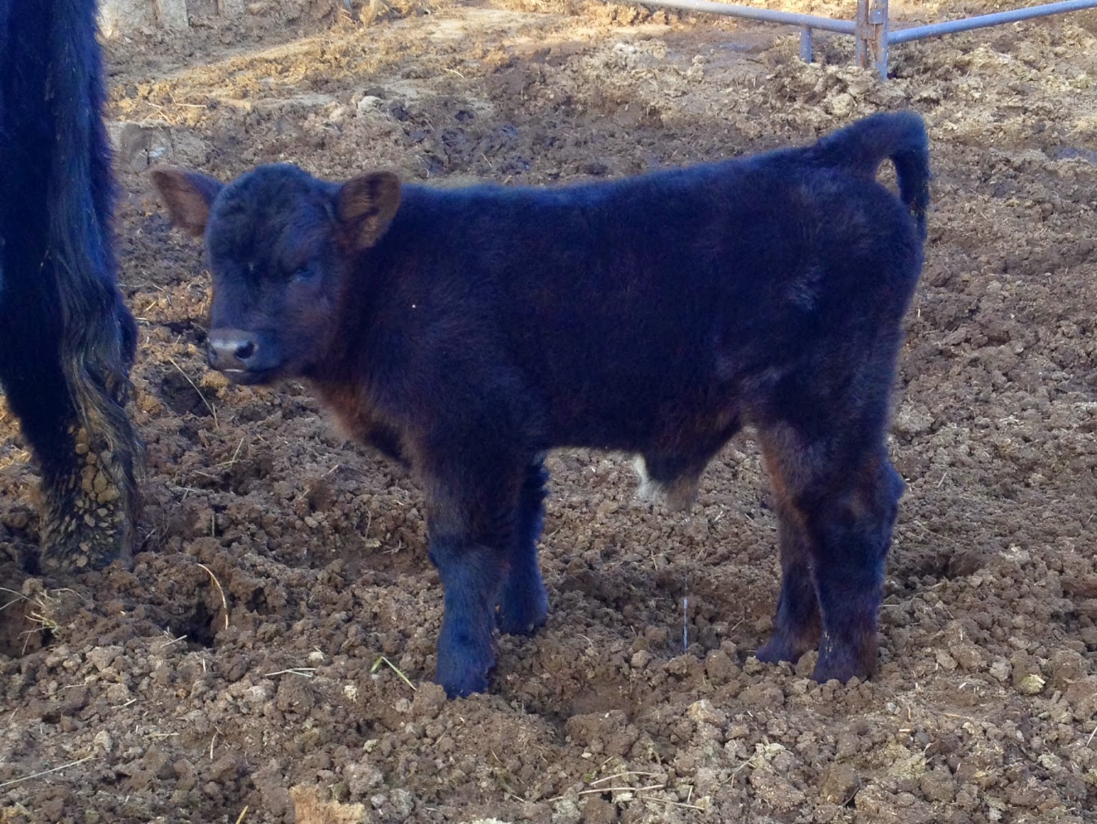 RCC Blog: Preston Carlson from Utah, with impressive MAB calf!
