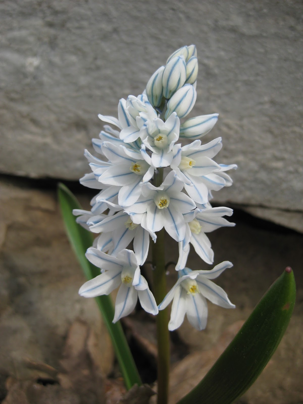 Striped Squill (Puschkinia) - Rotary Botanical Gardens