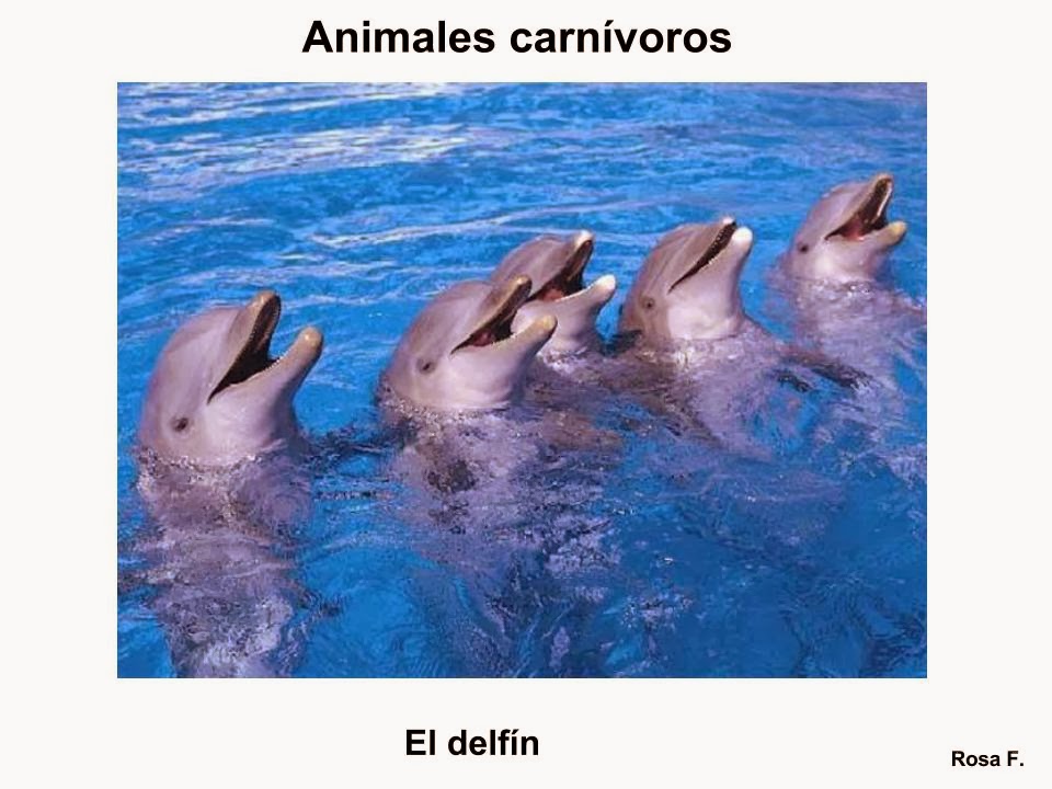 Vocabulario en imágenes. Maestra de Infantil y Primaria.: Animales ...