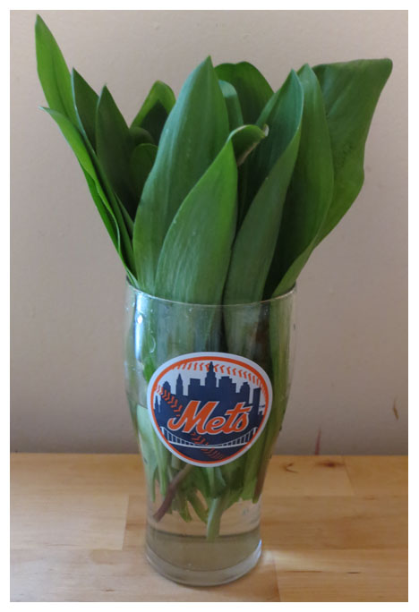 The Foraged Foodie: Foraging: Identifying and Sustainably Harvesting Ramps