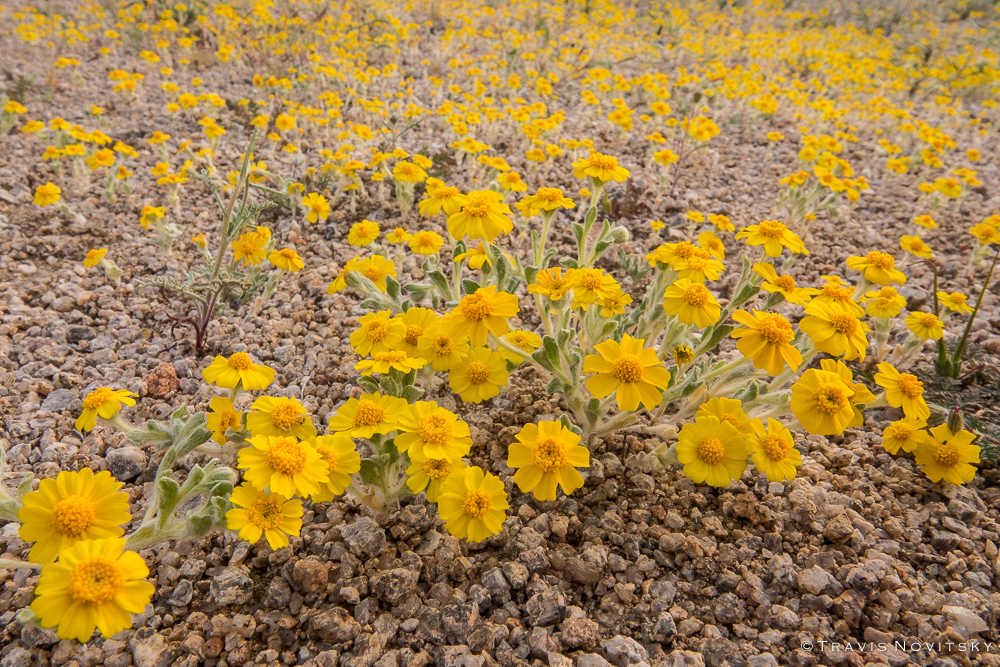 Photography by Travis Novitsky - Photo Journal: Mojave Desert Bloom