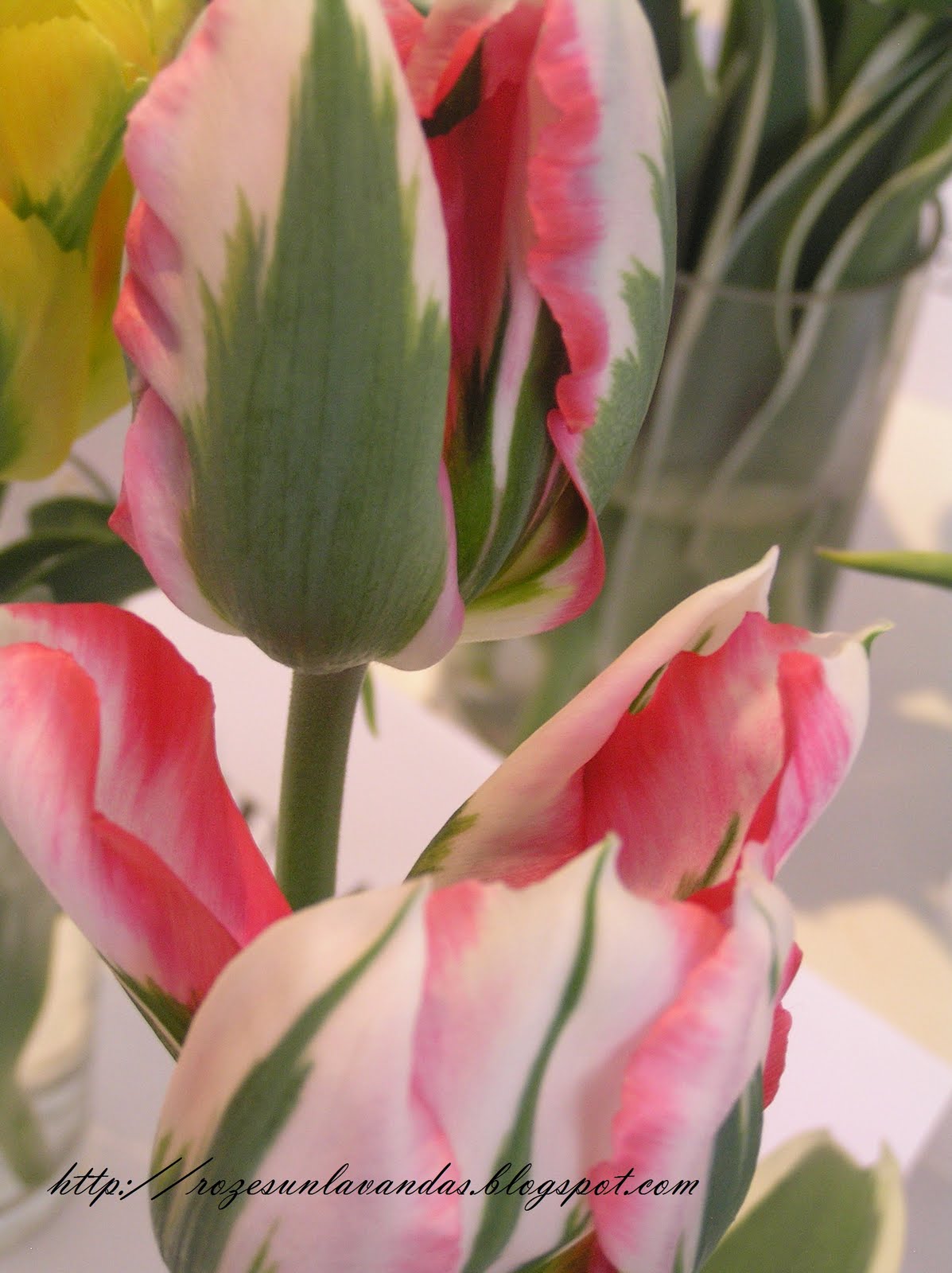 Love lives in the garden...: Tulpju izstāde