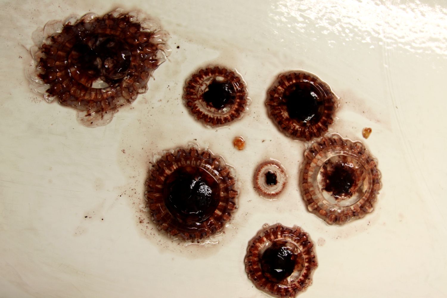 Blue Whiting Survey: Nieuw persoonlijk record diep vissen Tridens ...