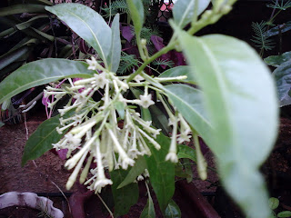 Night Blooming Jasmine Raat Ki Rani Cestrum Nocturnum Plant Care and Tips