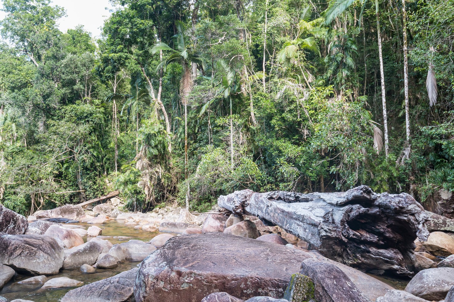 National Park Odyssey: Finch Hatton Gorge, Eungella National Park, QLD.