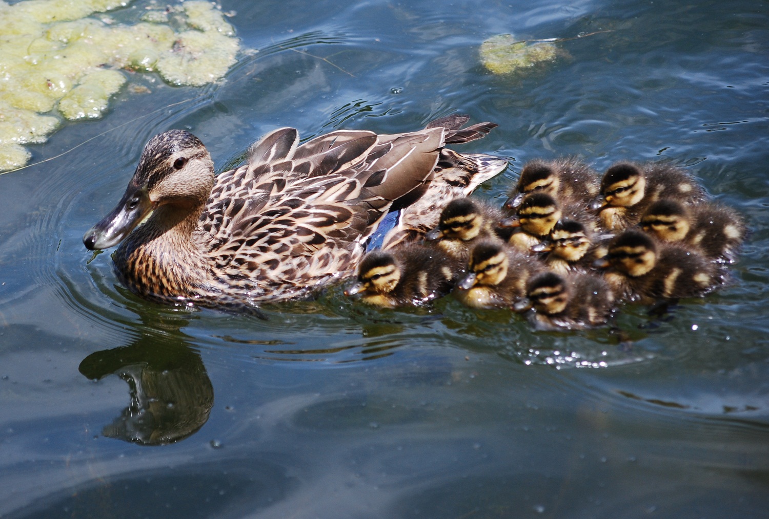 My Dog Shoba: Dragonfly Hunting / Nature Walking