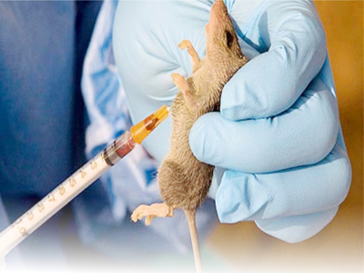 Lassa fever: Kill rats and we'll pay you for them - Lagos NGO ...