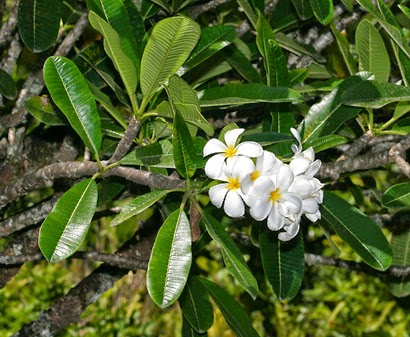 கள்ளிமந்தாரை, கப்பல் அலரி, ஈழத்து அலரி, பெருங்கள்ளி நாவில்ல மருத்துவ ...