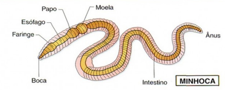 Natureza de mármore: Filo Annelida | Características e anatomia