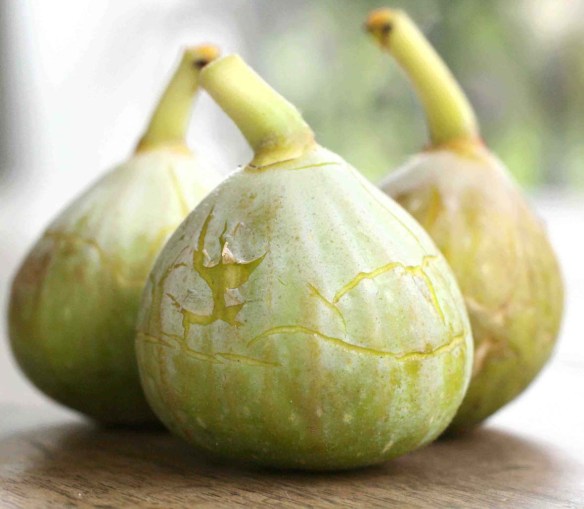 Campaniere Fig - Var Tin