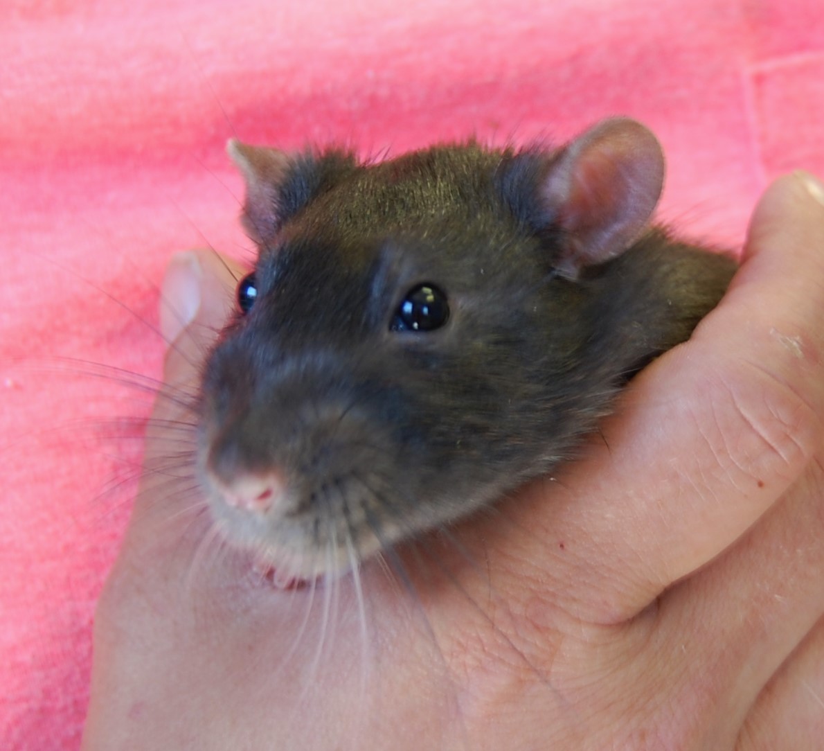 54 rescued rats need loving, responsible homes.