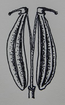 CURIOSIDADES CIENTÍFICAS : Frutos secos indehiscentes (SIMPLES)