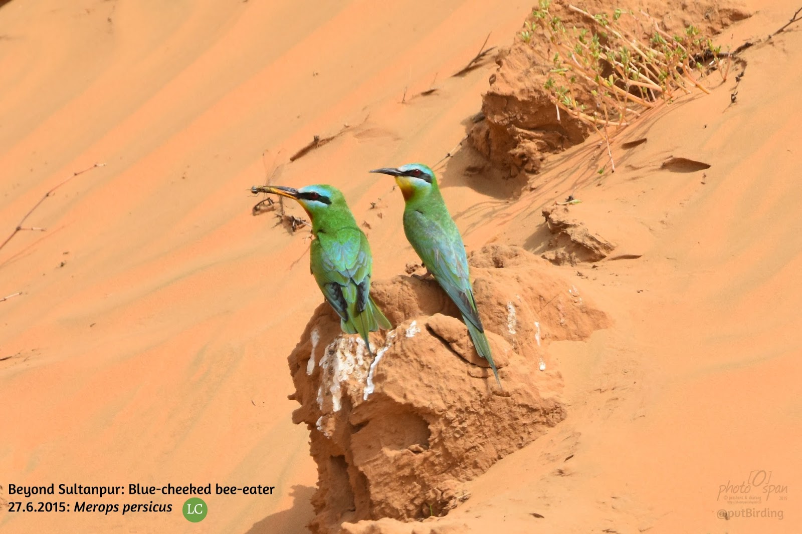 Blue-cheeked bee-eater: Merops persicus | Photo Span