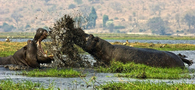 Nature’s Fearless Fighting Machines – Superb Photography | The Ark In Space