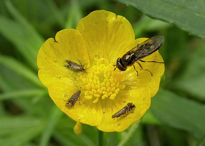 Charlie's moths of Calderdale.: 19: GLYPHIPTERIGIDAE, 48: CHOREUTIDAE ...