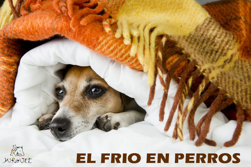 El Frío en Perros.