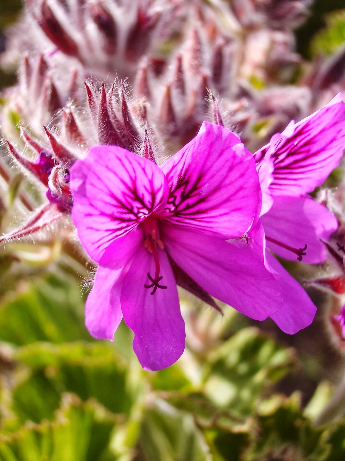 Hout Bay Reflections