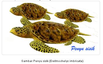 YOANA TIDUNG: IDENTIFIKASI DAN MORFOLOGI PENYU SISIK BESERTA PENYEBARANNYA