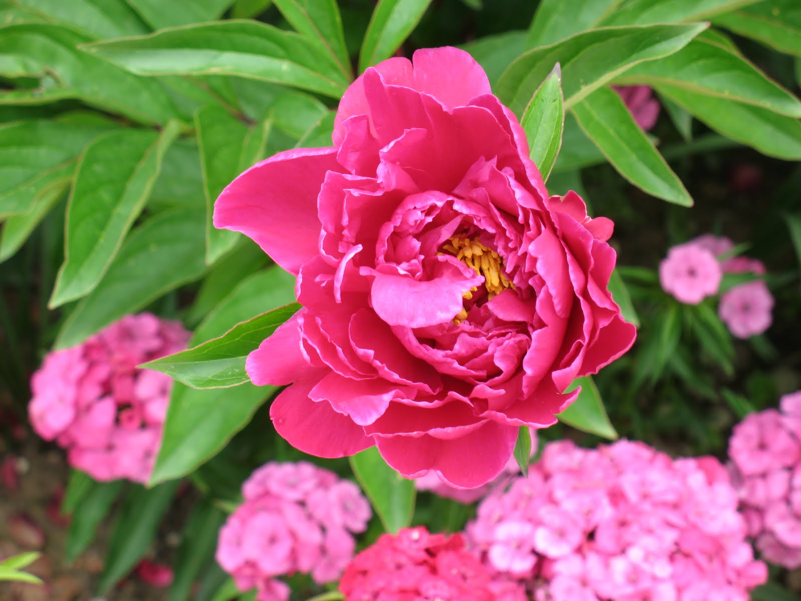 Jurnal de gradina: Din nou, bujori...