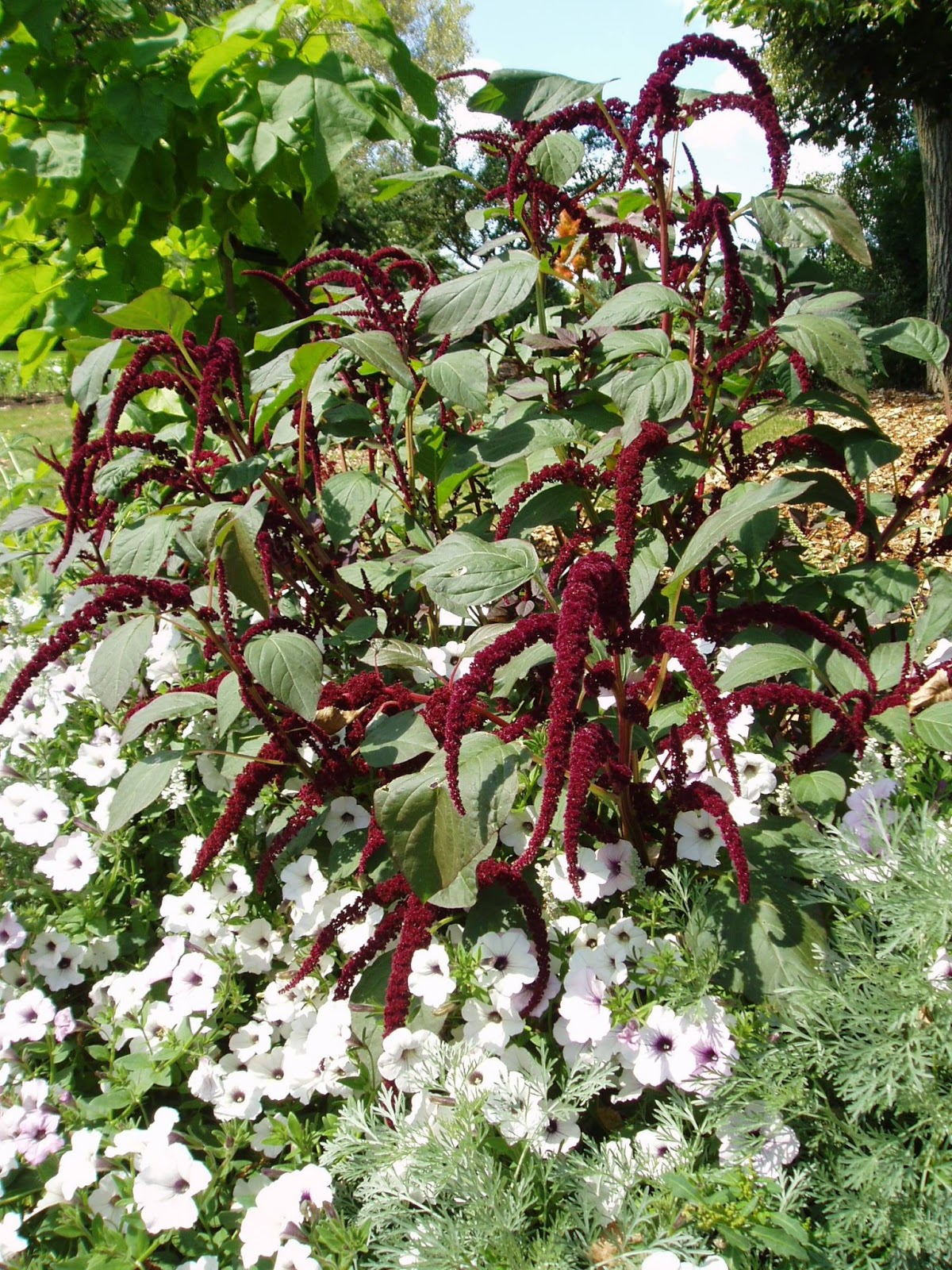 Rotary Botanical Gardens - Hort Blog: Amazing Amaranths