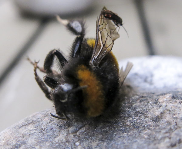 ninisworld: En död humla