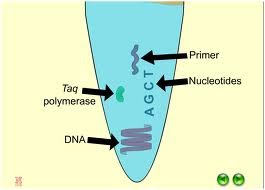 Year 13 Biology: Understanding PCR