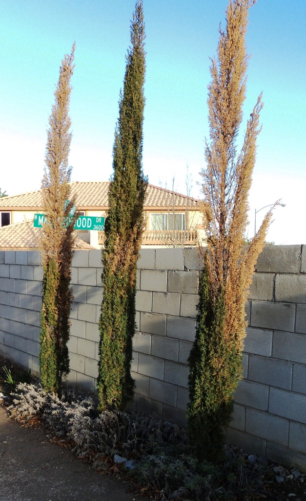 Xtremehorticulture Of The Desert Italian Cypress Dying In Same Spot xtremehorticulture-of-the-desert-italian-cypress-dying-in-same-spot
